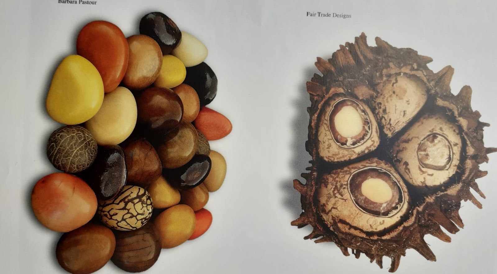 Tagua y paja toquilla: especies bandera de la flora del Ecuador ...